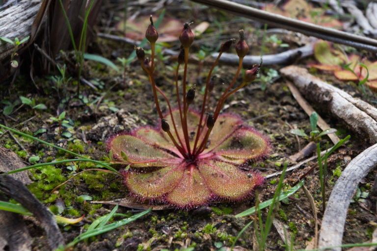 Drosera monantha Species Profile - Fierce Flora