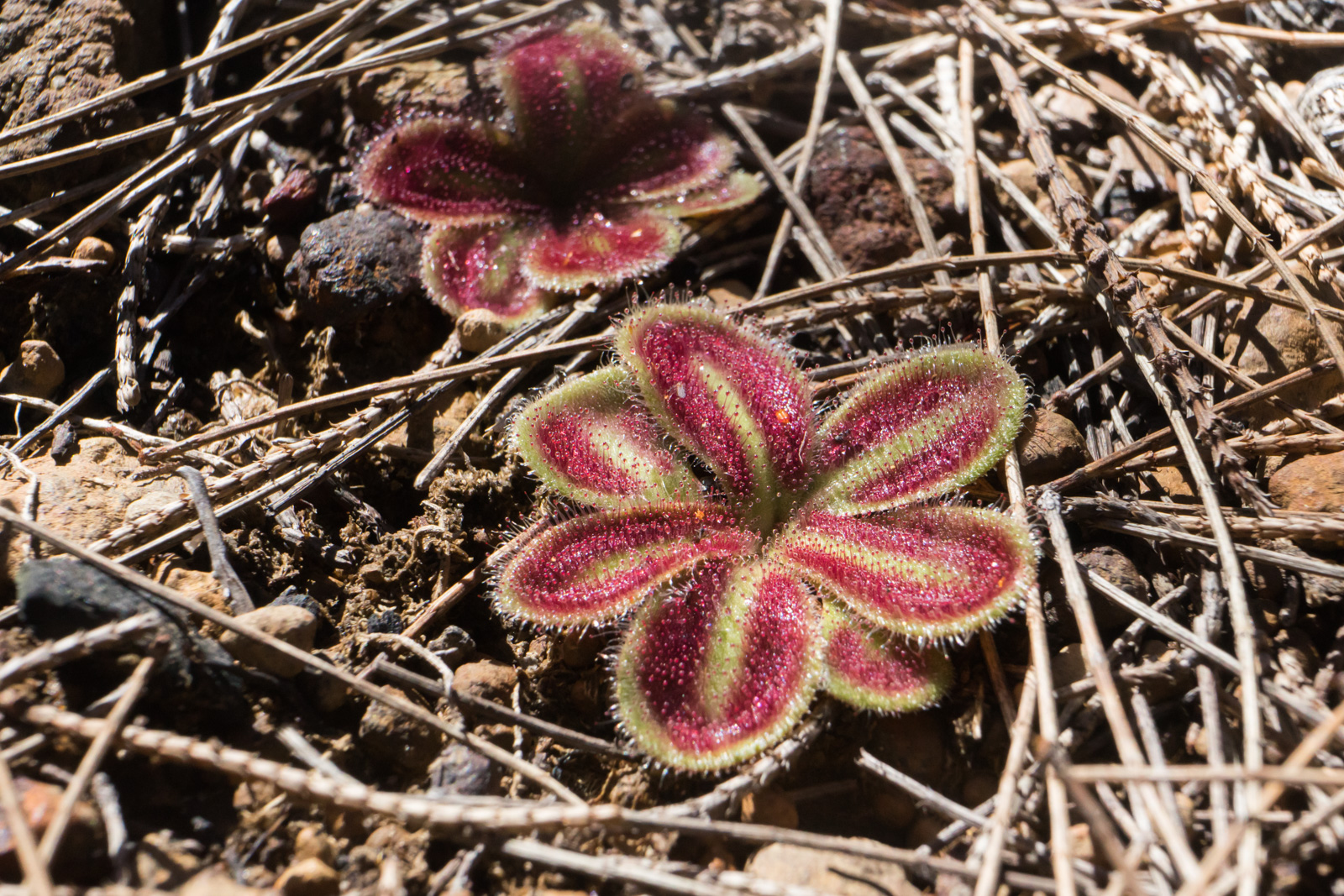 Drosera squamosa Species Profile - Fierce Flora
