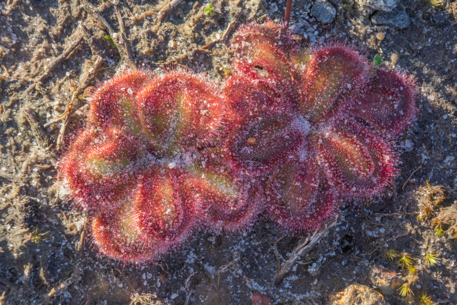 Drosera squamosa Species Profile - Fierce Flora