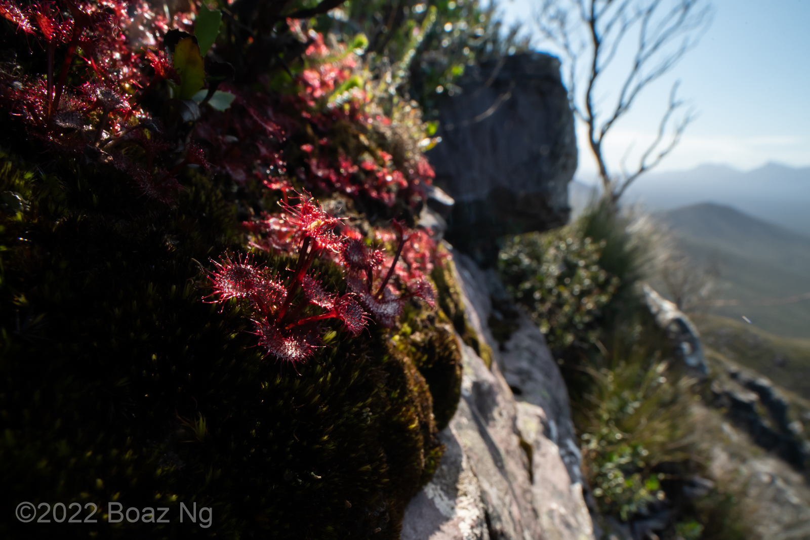 Plants in the wild: Drosera monticola - Fierce Flora