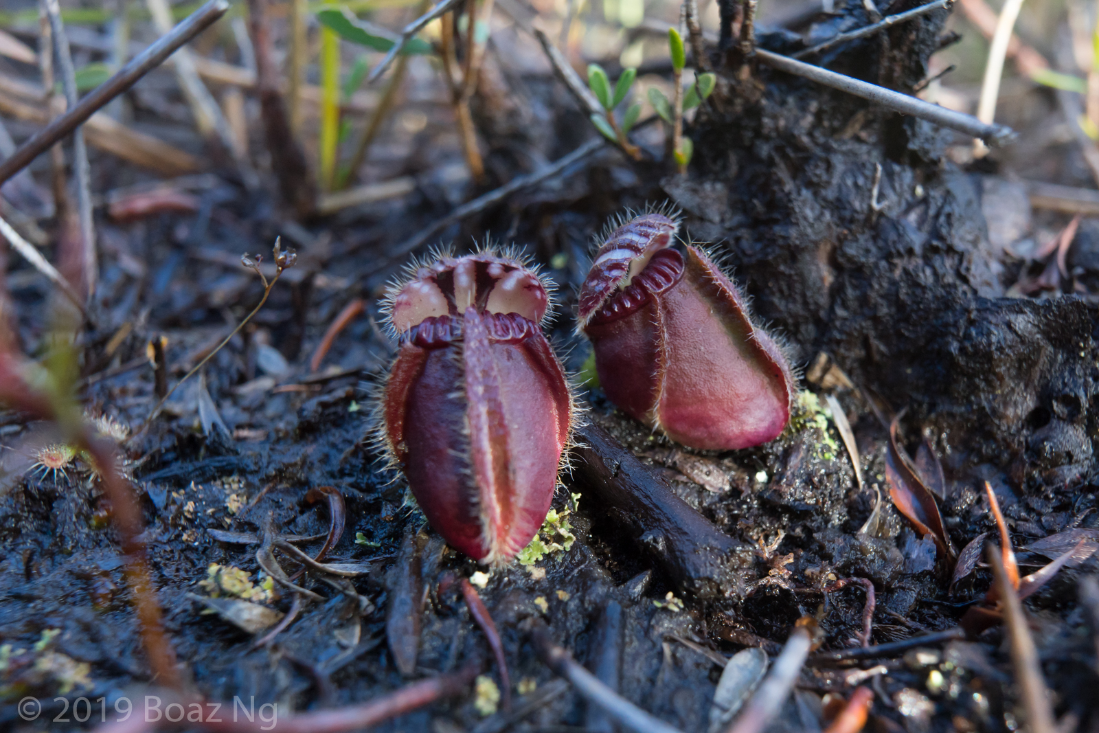 Plants in the wild: Cephalotus follicularis - Fierce Flora
