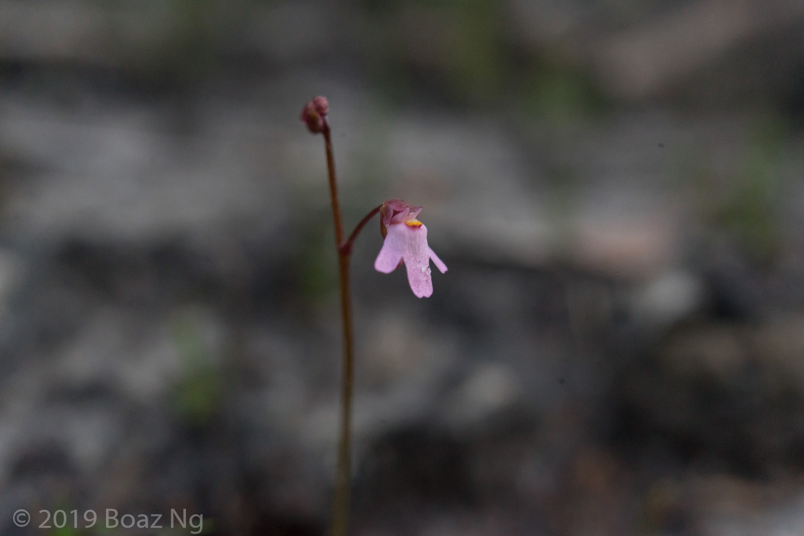 WA 2019: Part 3. Southern Swamps - Fierce Flora