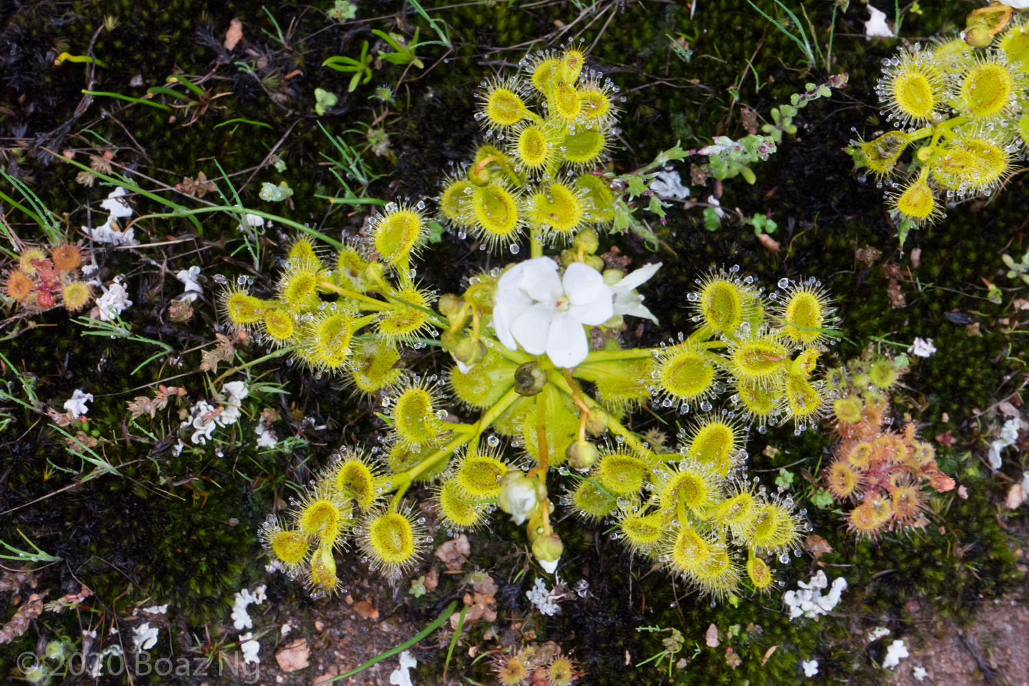 Drosera rupicola Species Profile - Fierce Flora