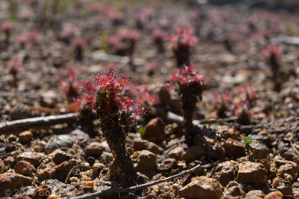 Drosera lasiantha Species Profile - Fierce Flora