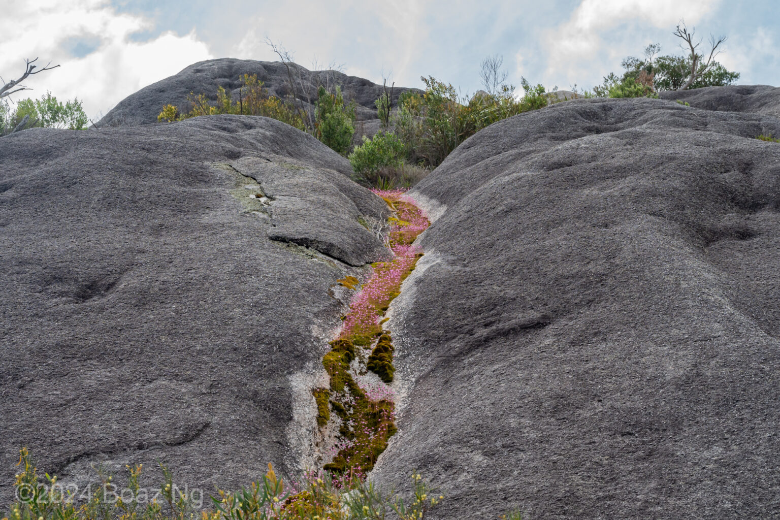 Utricularia multifida Species Profile - Fierce Flora