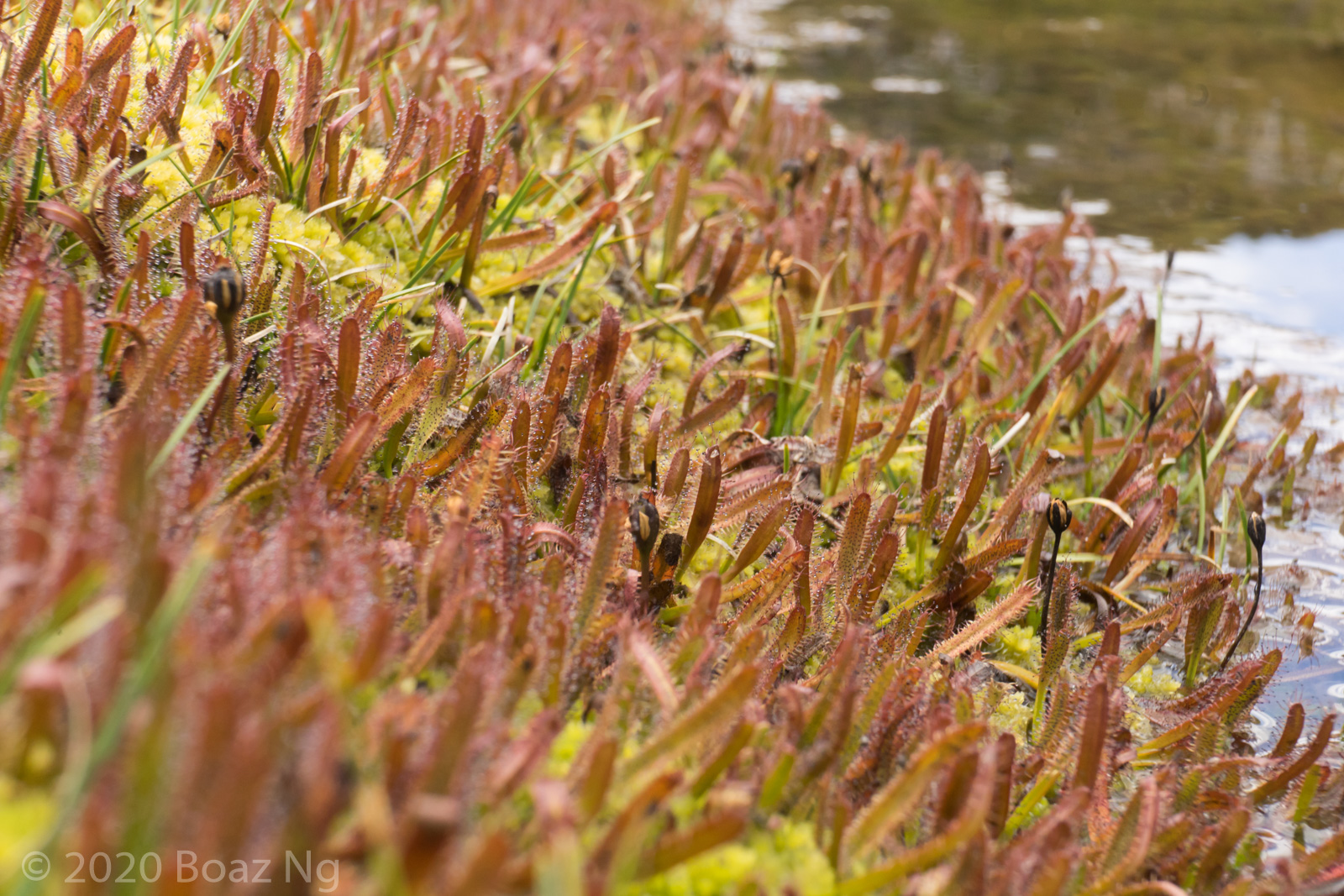 Drosera arcturi Species Profile - Fierce Flora