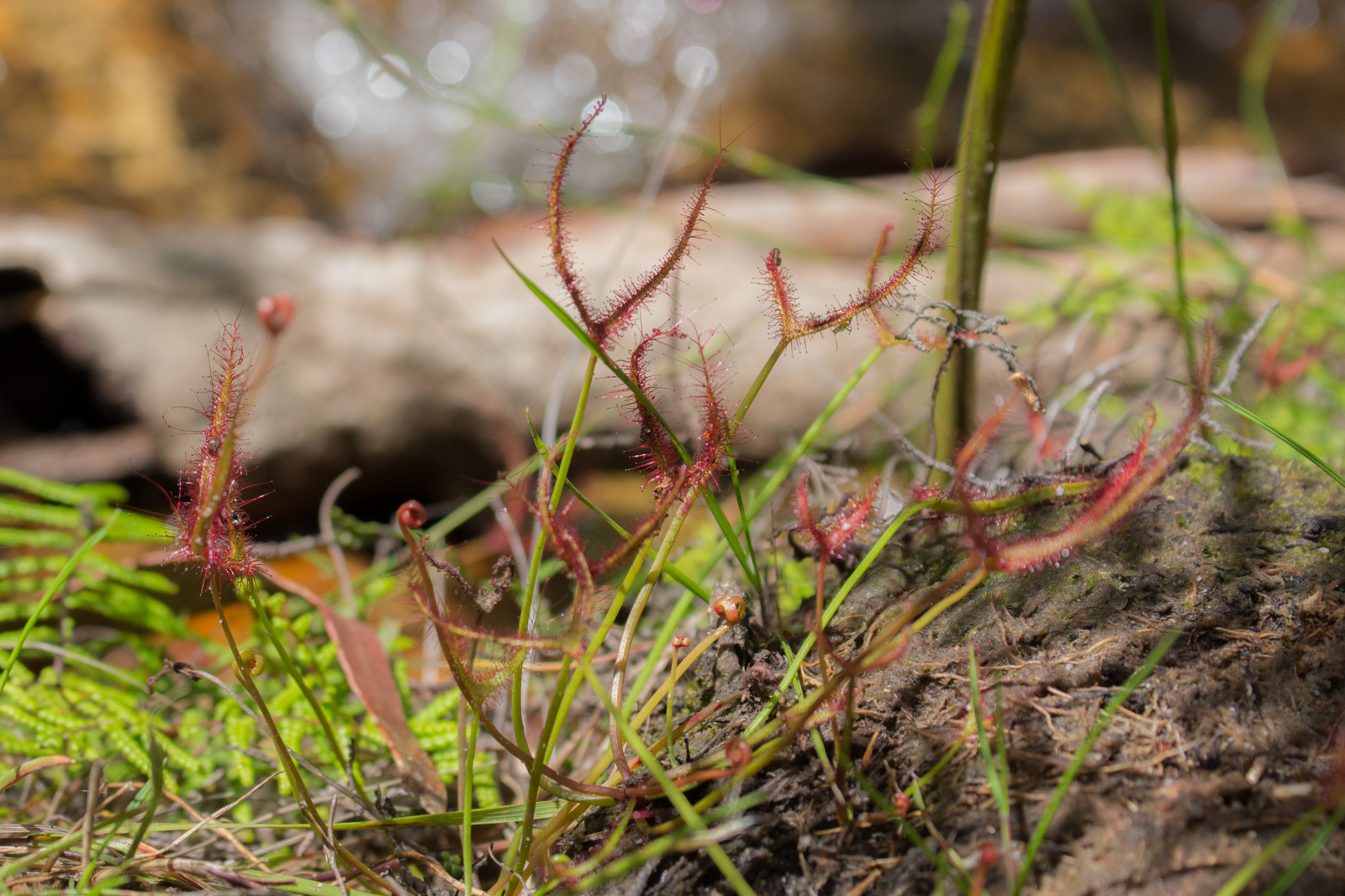 Drosera binata varieties in the wild - Fierce Flora