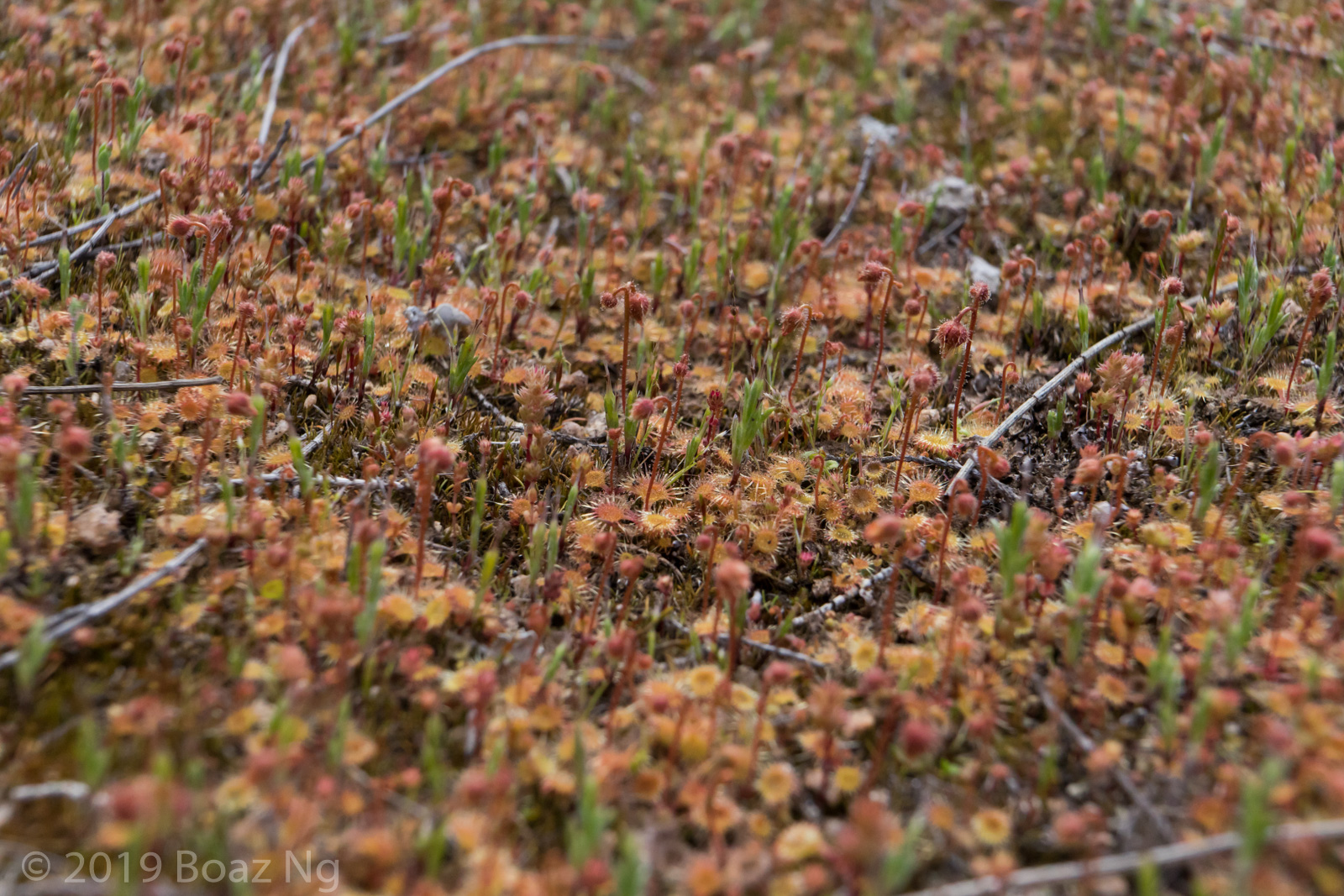 Drosera glanduligera Species Profile - Fierce Flora