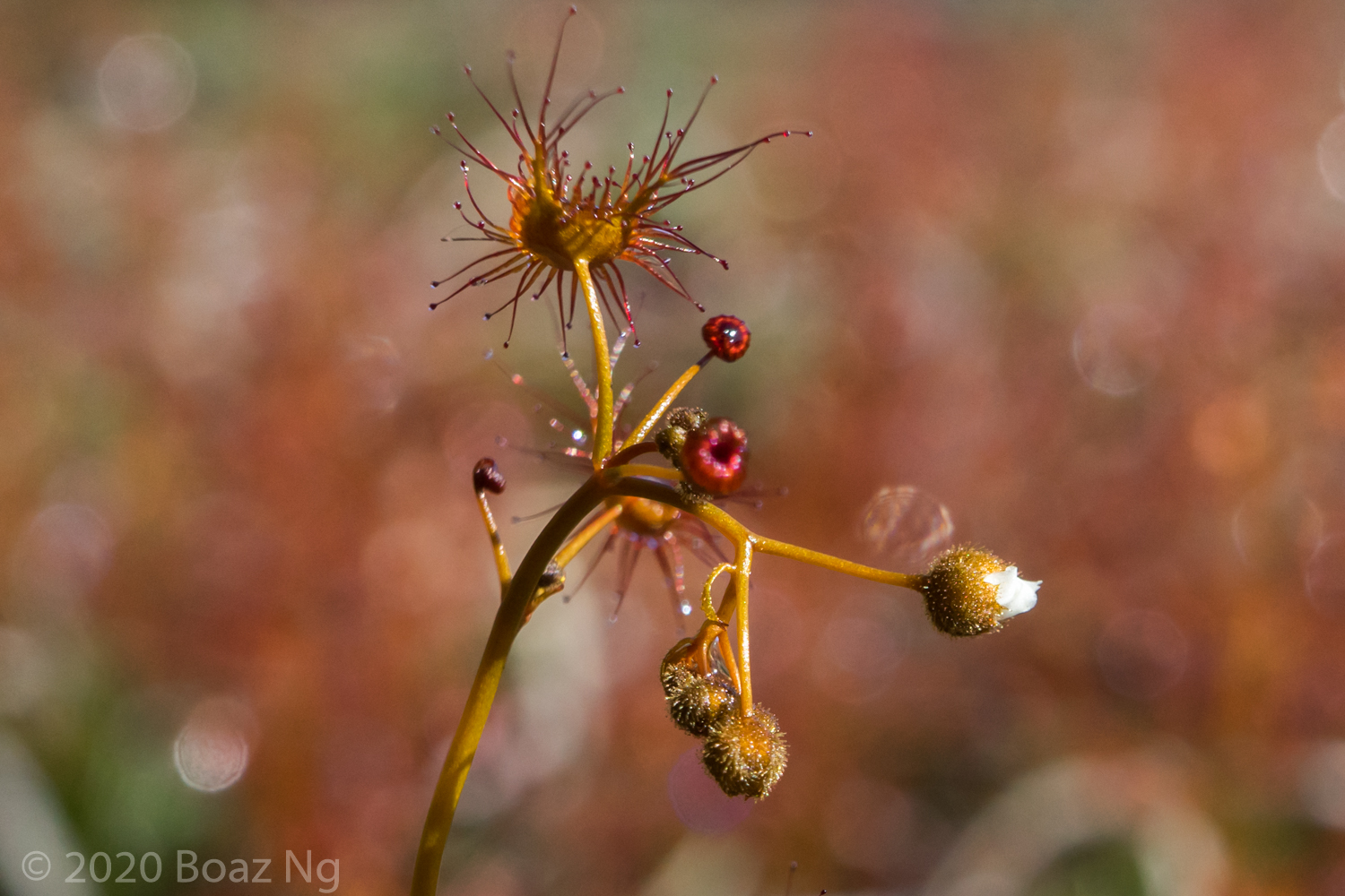 Drosera yilgarnensis Species Profile - Fierce Flora
