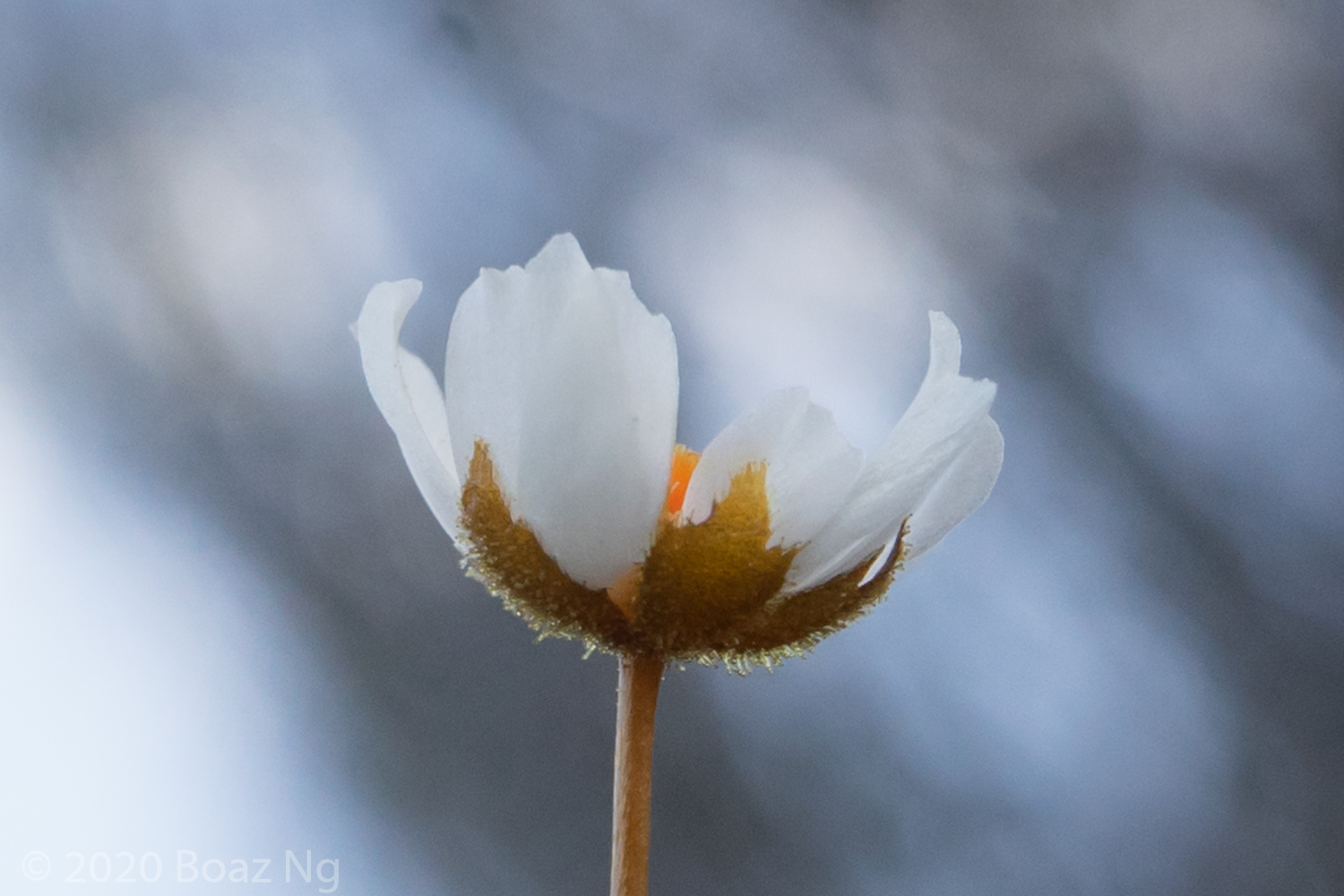 Drosera yilgarnensis Species Profile - Fierce Flora