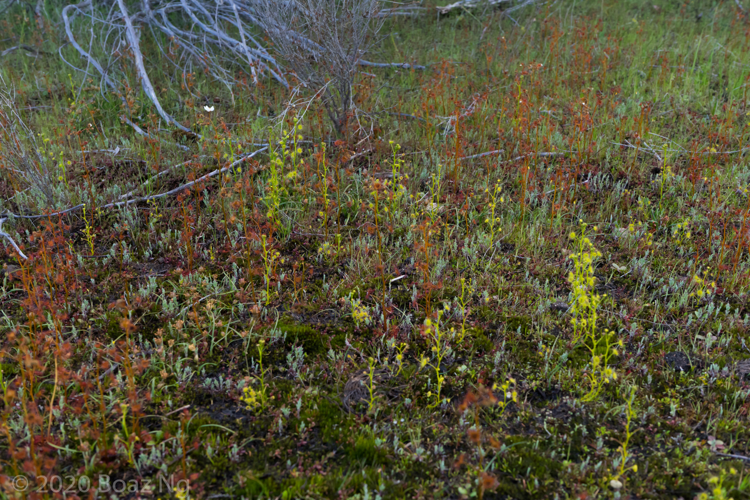 Drosera yilgarnensis Species Profile - Fierce Flora