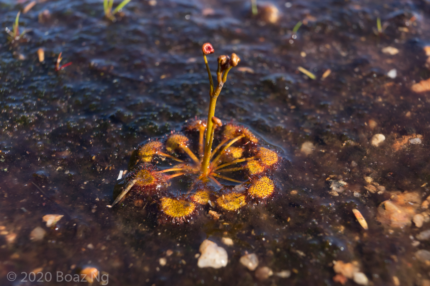 Drosera yilgarnensis Species Profile - Fierce Flora