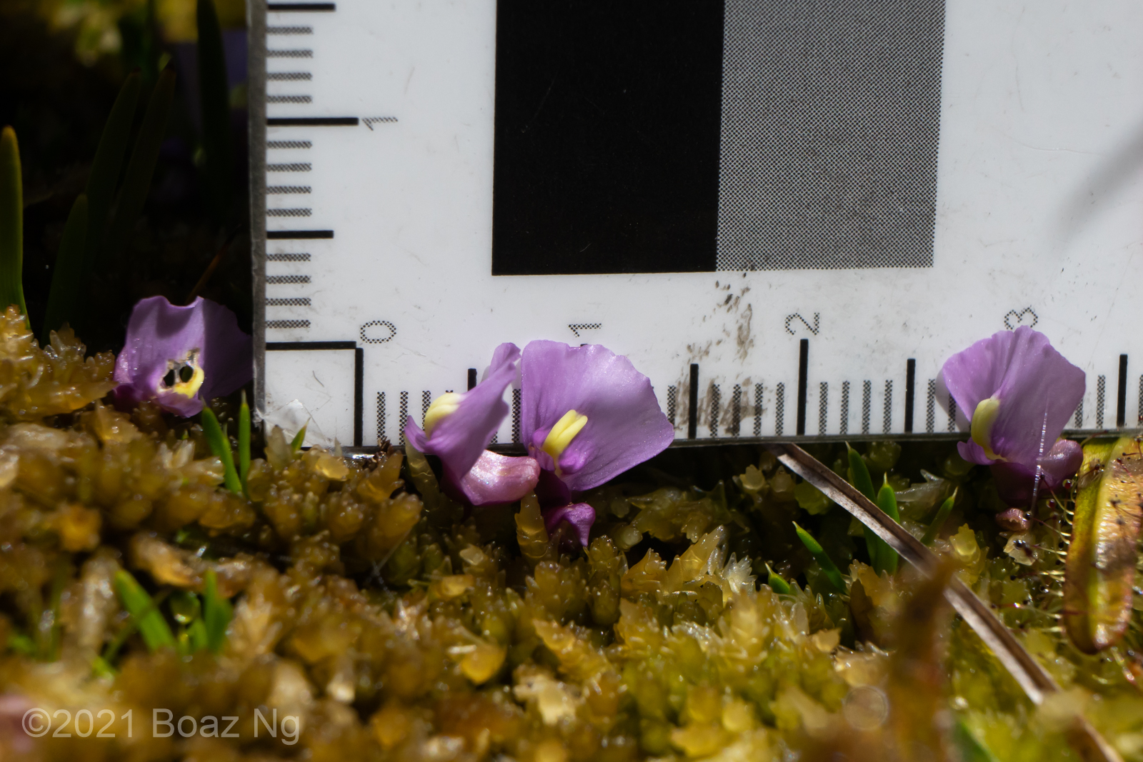 Utricularia dichotoma subsp. monanthos Species Profile - Fierce Flora
