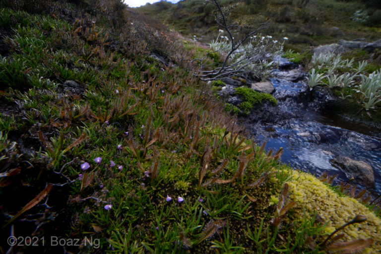 Drosera arcturi Species Profile - Fierce Flora