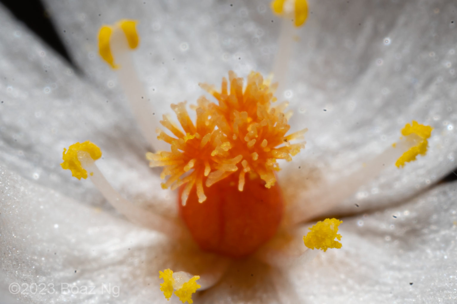 Drosera yilgarnensis Species Profile - Fierce Flora