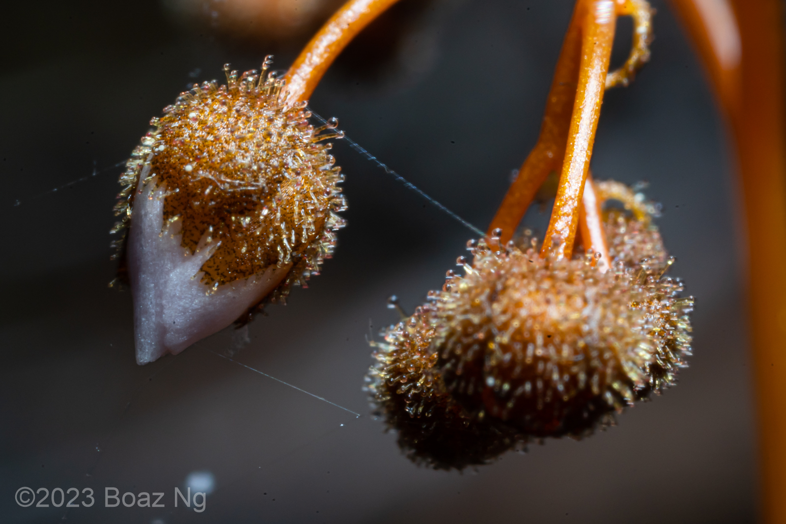Drosera yilgarnensis Species Profile - Fierce Flora