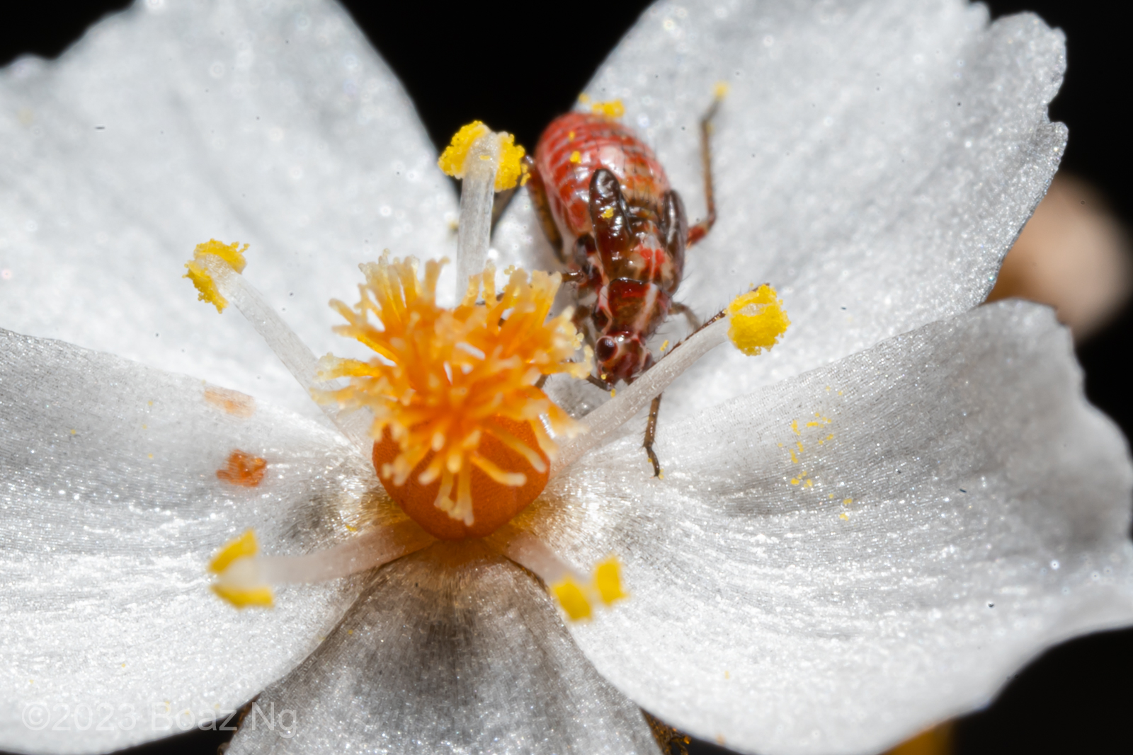 Drosera yilgarnensis Species Profile - Fierce Flora