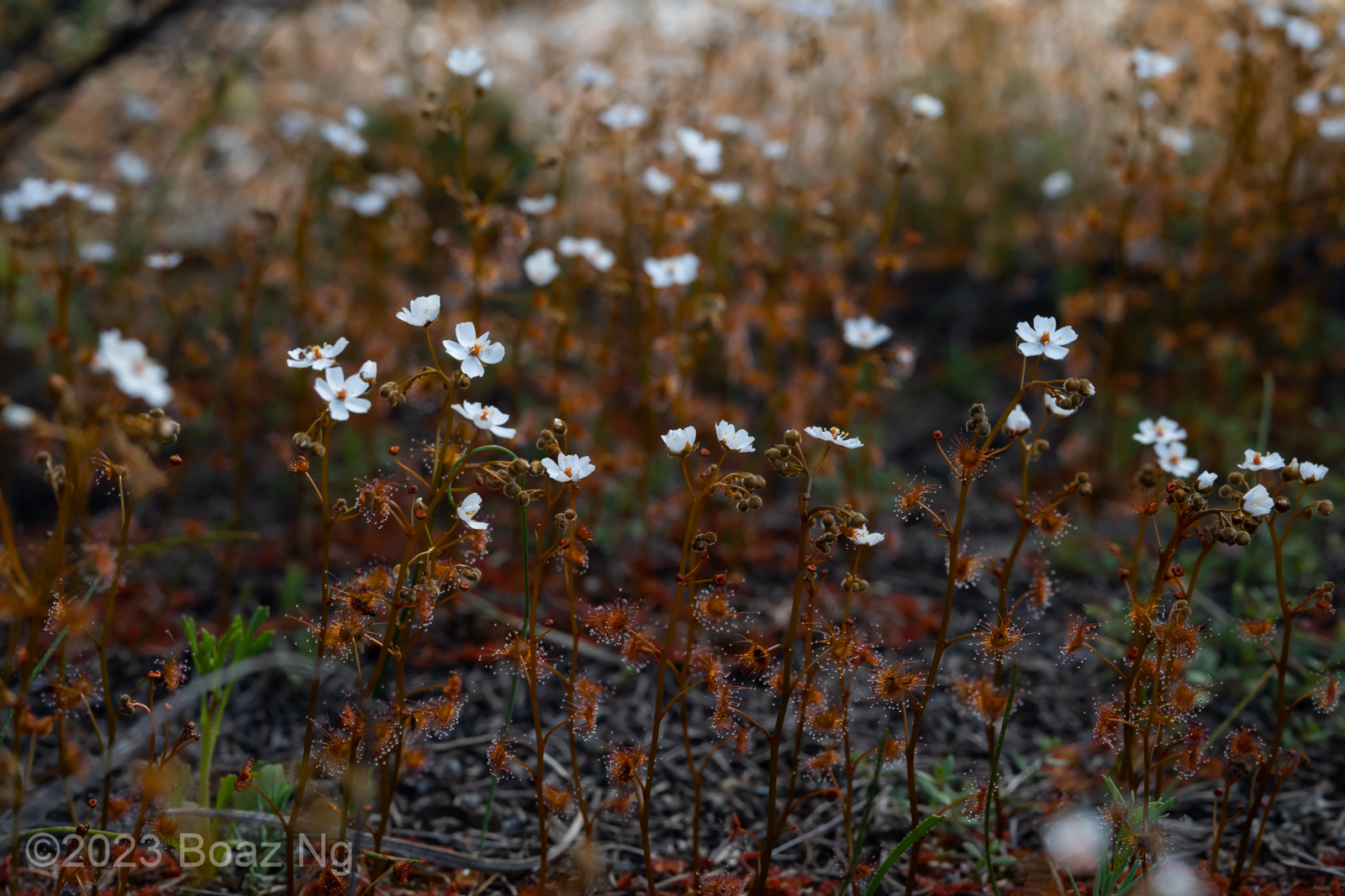 Drosera yilgarnensis Species Profile - Fierce Flora