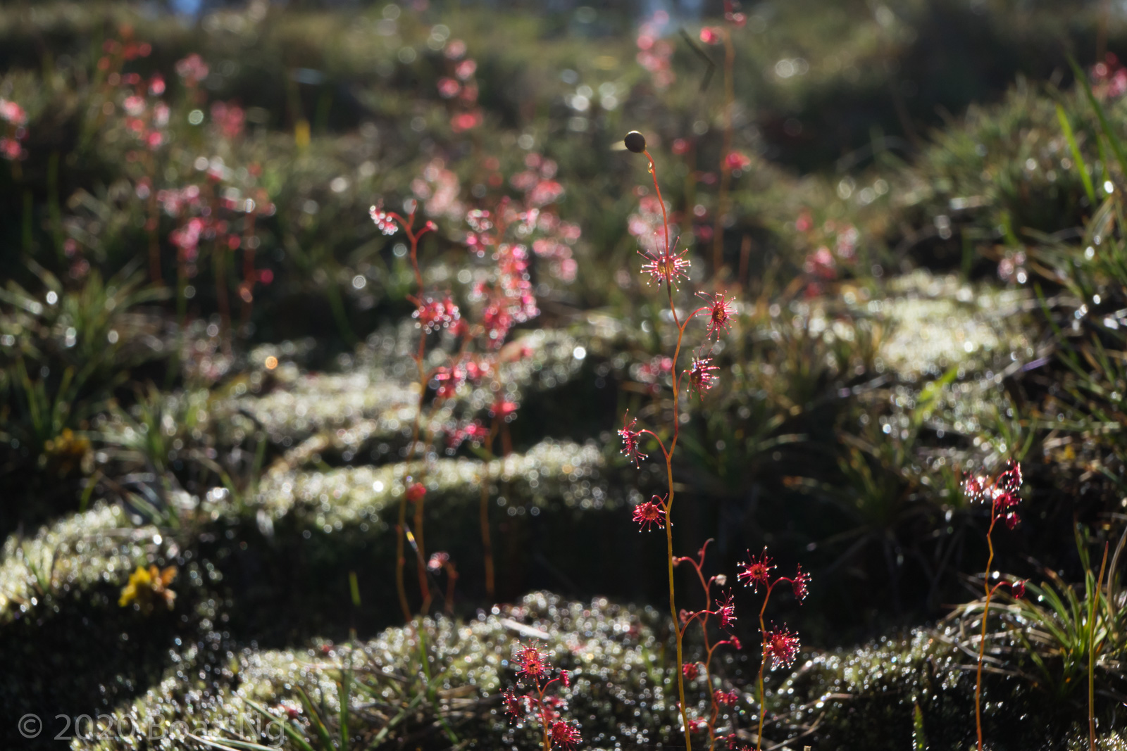 Drosera microphylla Species Profile - Fierce Flora