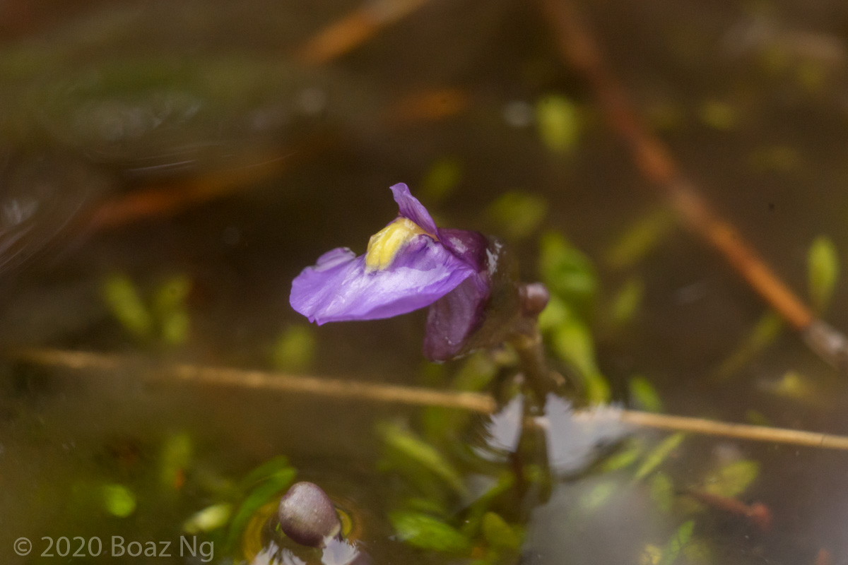 Species spotlight: Utricularia dichotoma subsp. monanthos - Fierce Flora