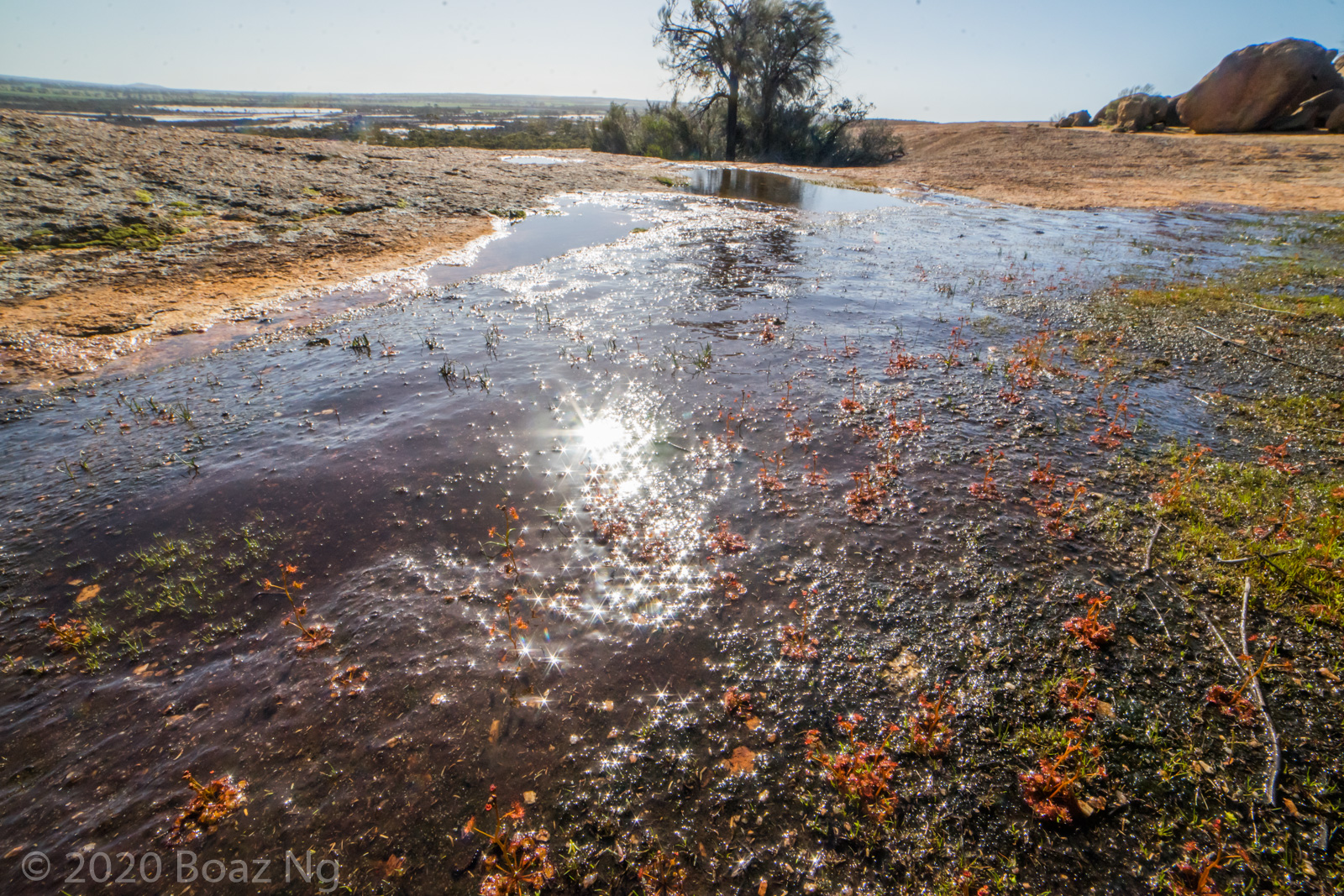 Drosera yilgarnensis Species Profile - Fierce Flora