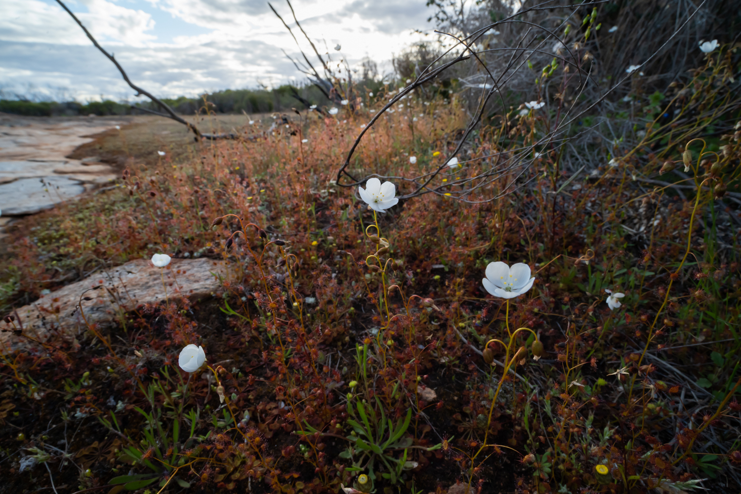 Drosera andersoniana Species Profile - Fierce Flora