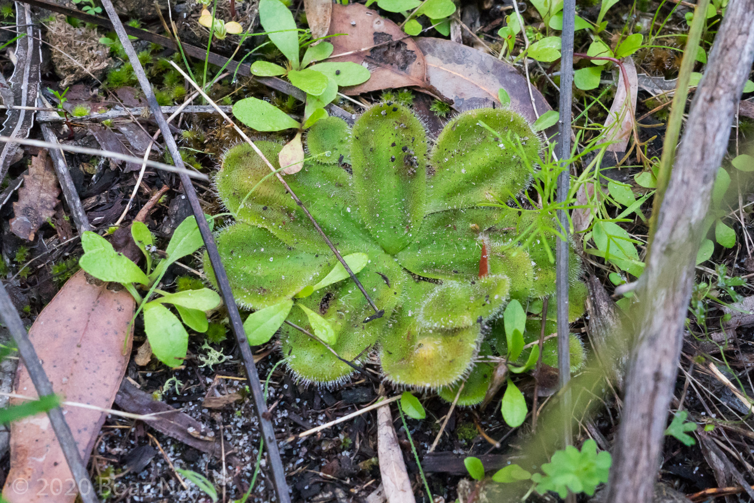 Drosera erythrorhiza complex - Fierce Flora