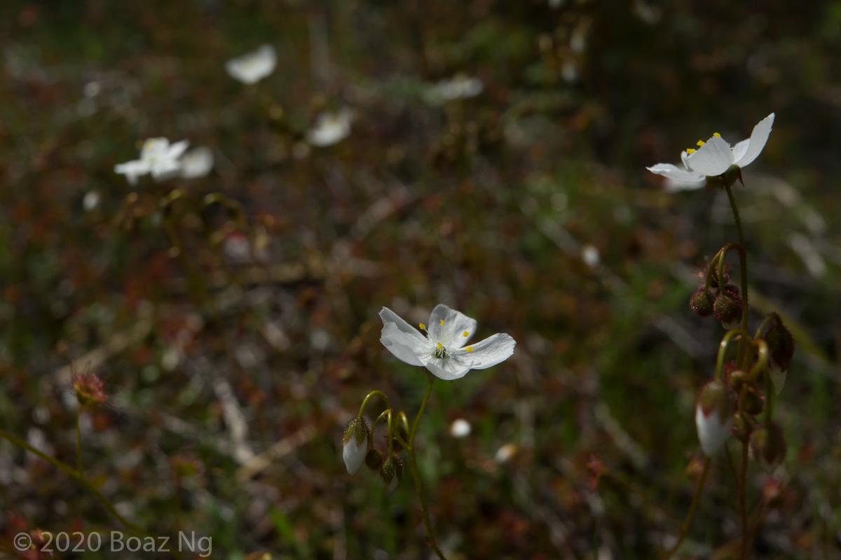 Drosera andersoniana Species Profile - Fierce Flora