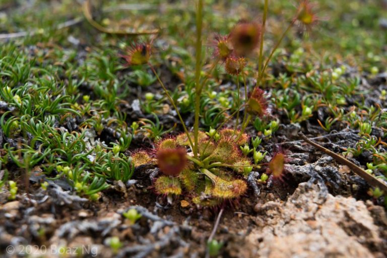 Wild Australian Drosera Species A-Z - Fierce Flora