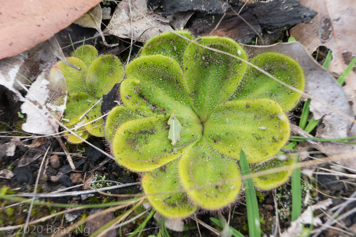 Wild Australian Drosera Species A-Z - Fierce Flora