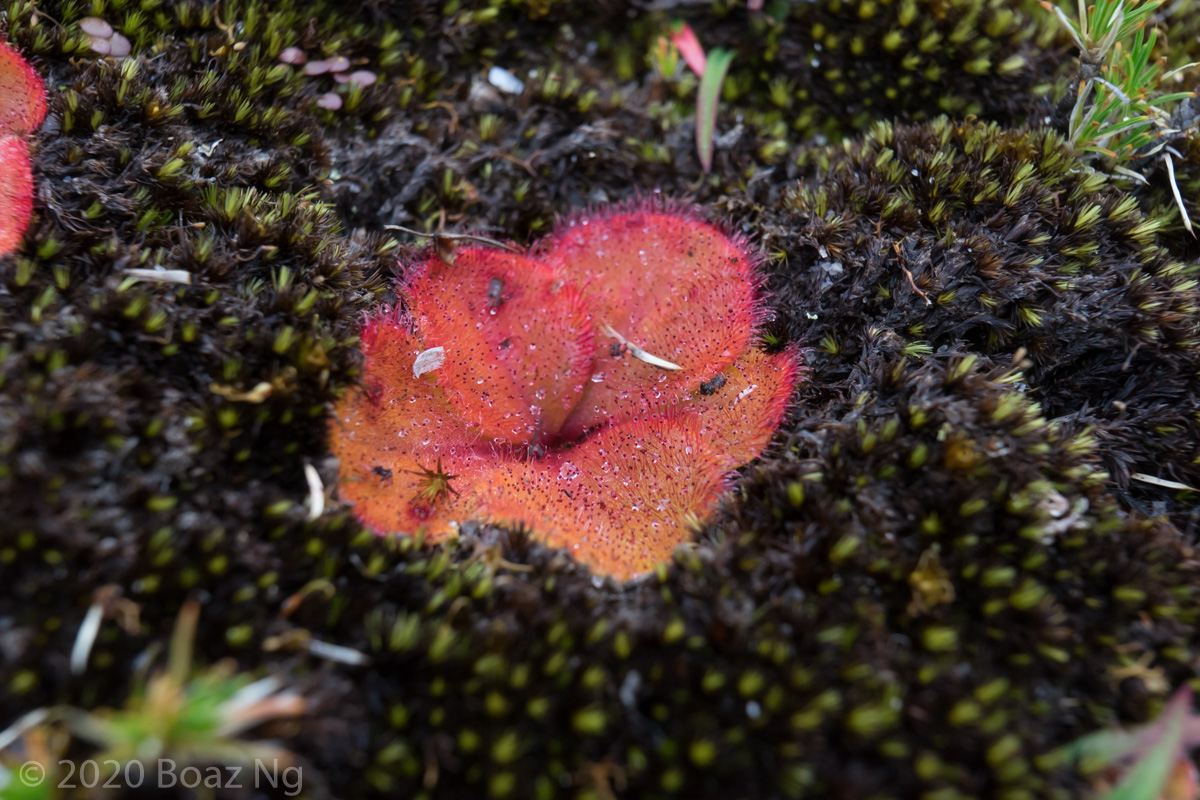 Drosera erythrorhiza complex - Fierce Flora