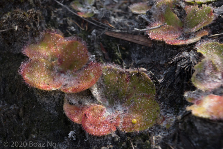 Wild Australian Drosera Species A-Z - Fierce Flora