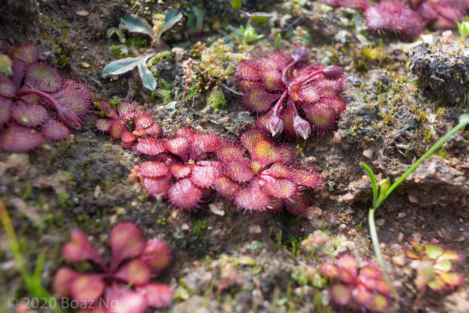 Wild Australian Drosera Species A-Z - Fierce Flora