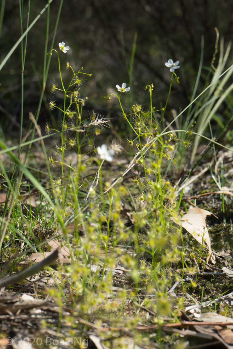 Wild Australian Drosera Species A-Z - Fierce Flora