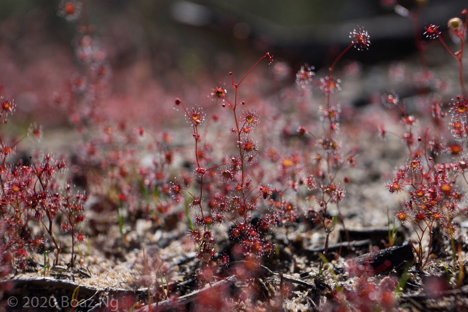 Wild Australian Drosera Species A-Z - Fierce Flora