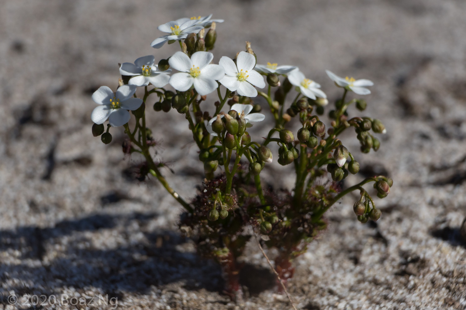 Drosera porrecta Species Profile - Fierce Flora