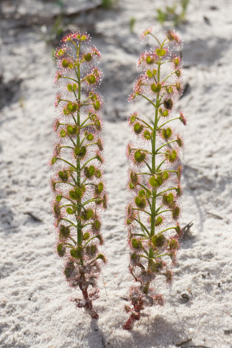 Drosera stolonifera complex - Fierce Flora
