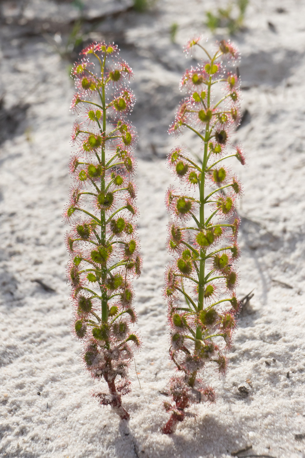 Wild Australian Drosera Species A-Z - Fierce Flora