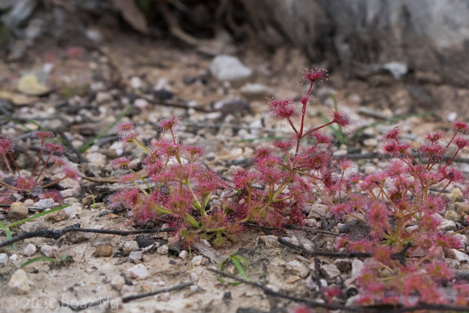 Drosera stolonifera complex - Fierce Flora
