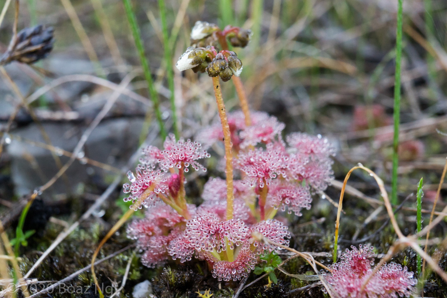 Drosera stolonifera complex - Fierce Flora