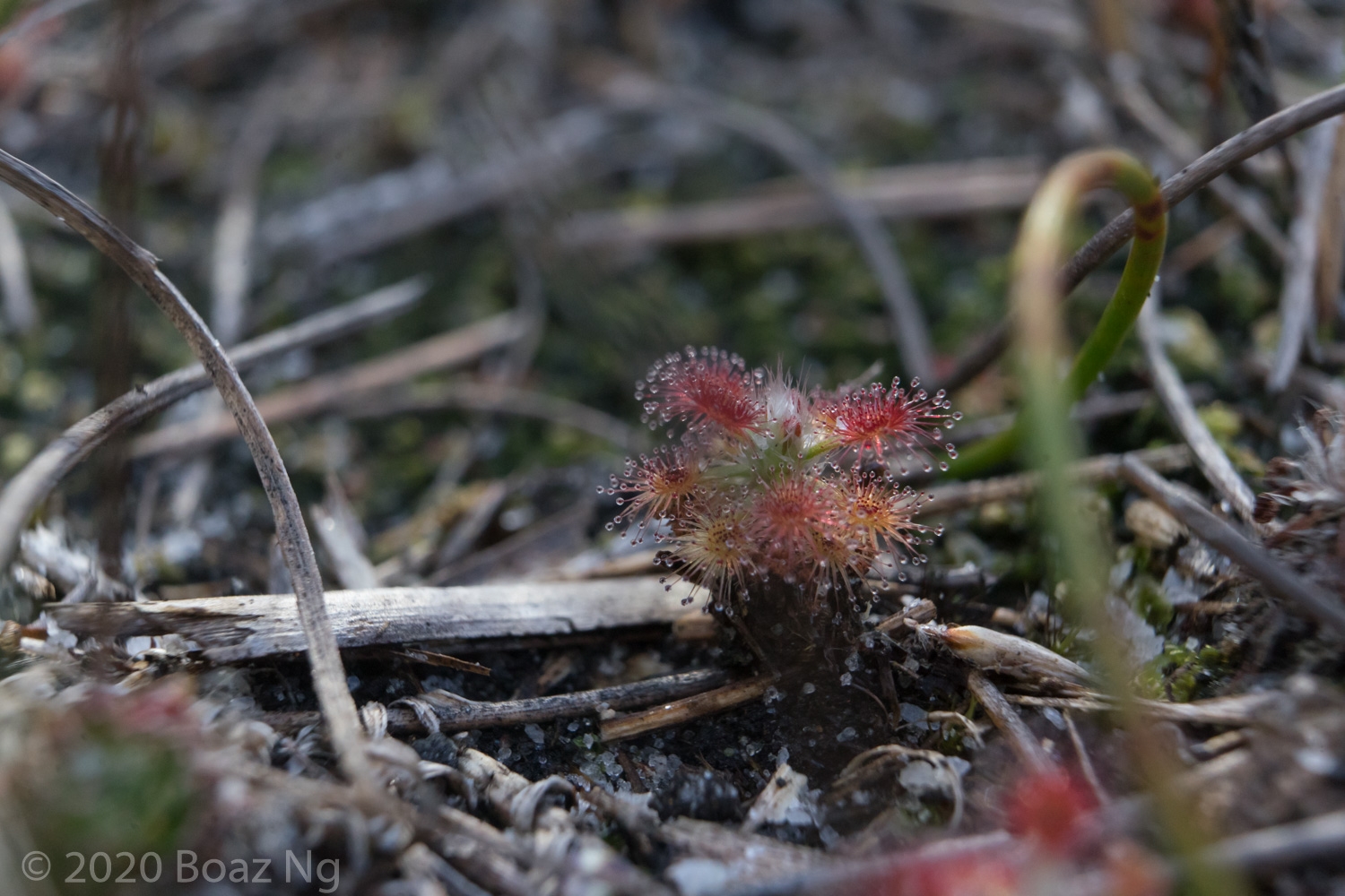 Wild Australian Drosera Species A-Z - Fierce Flora
