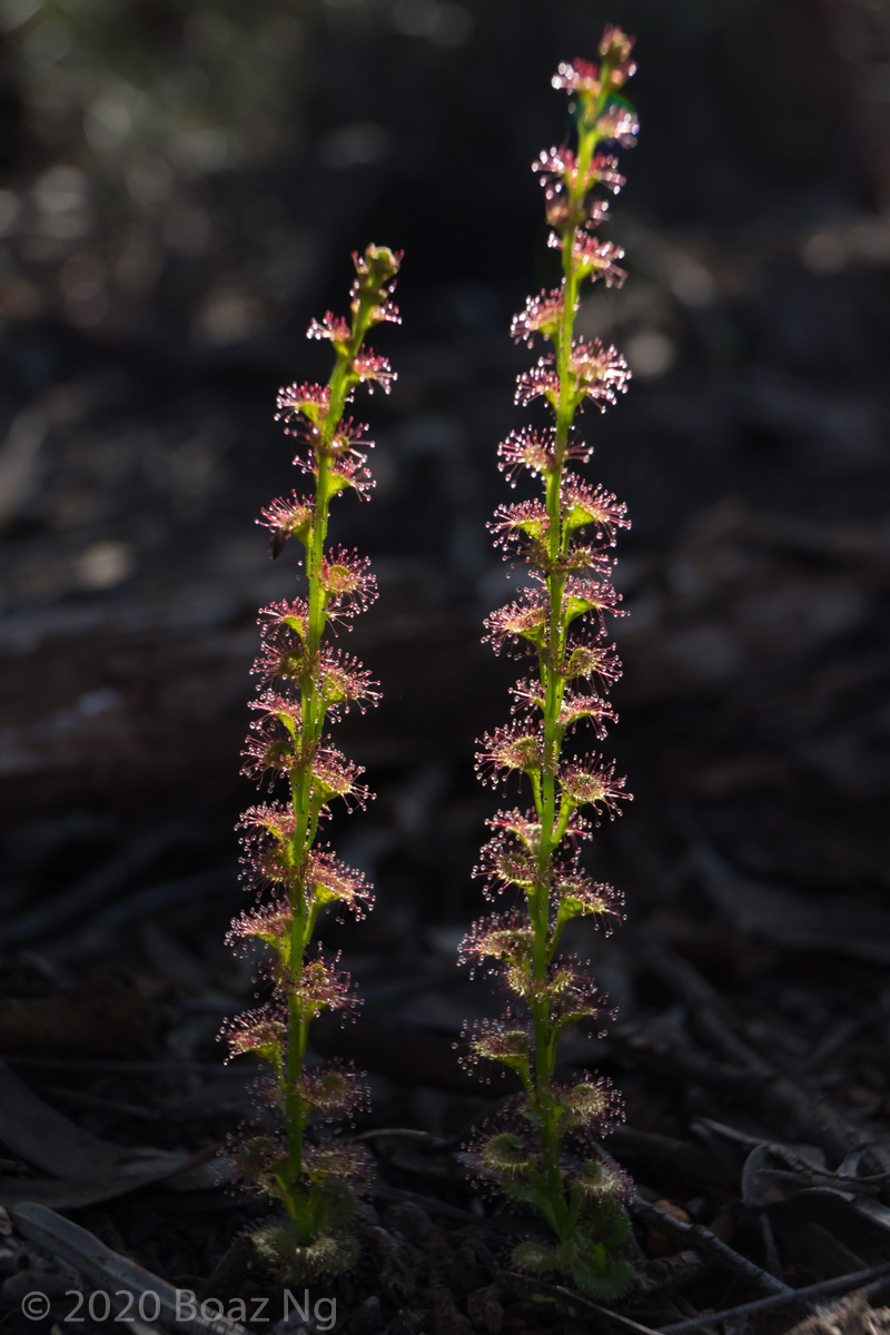 Drosera stolonifera complex - Fierce Flora