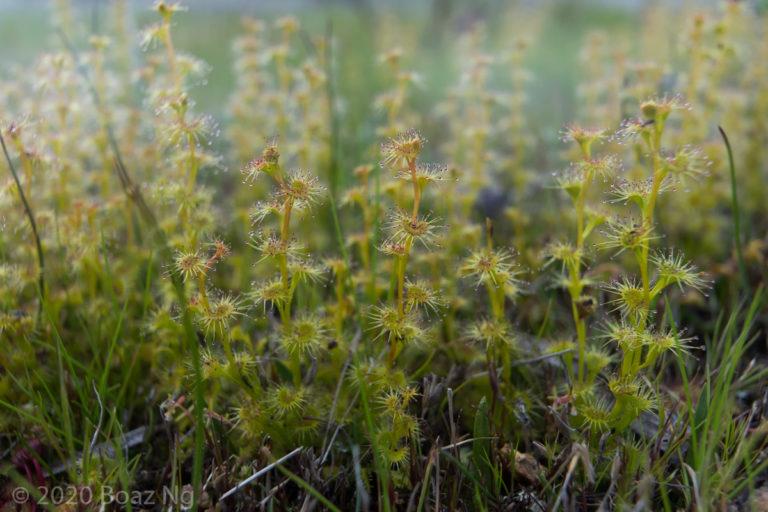 Drosera stolonifera complex - Fierce Flora