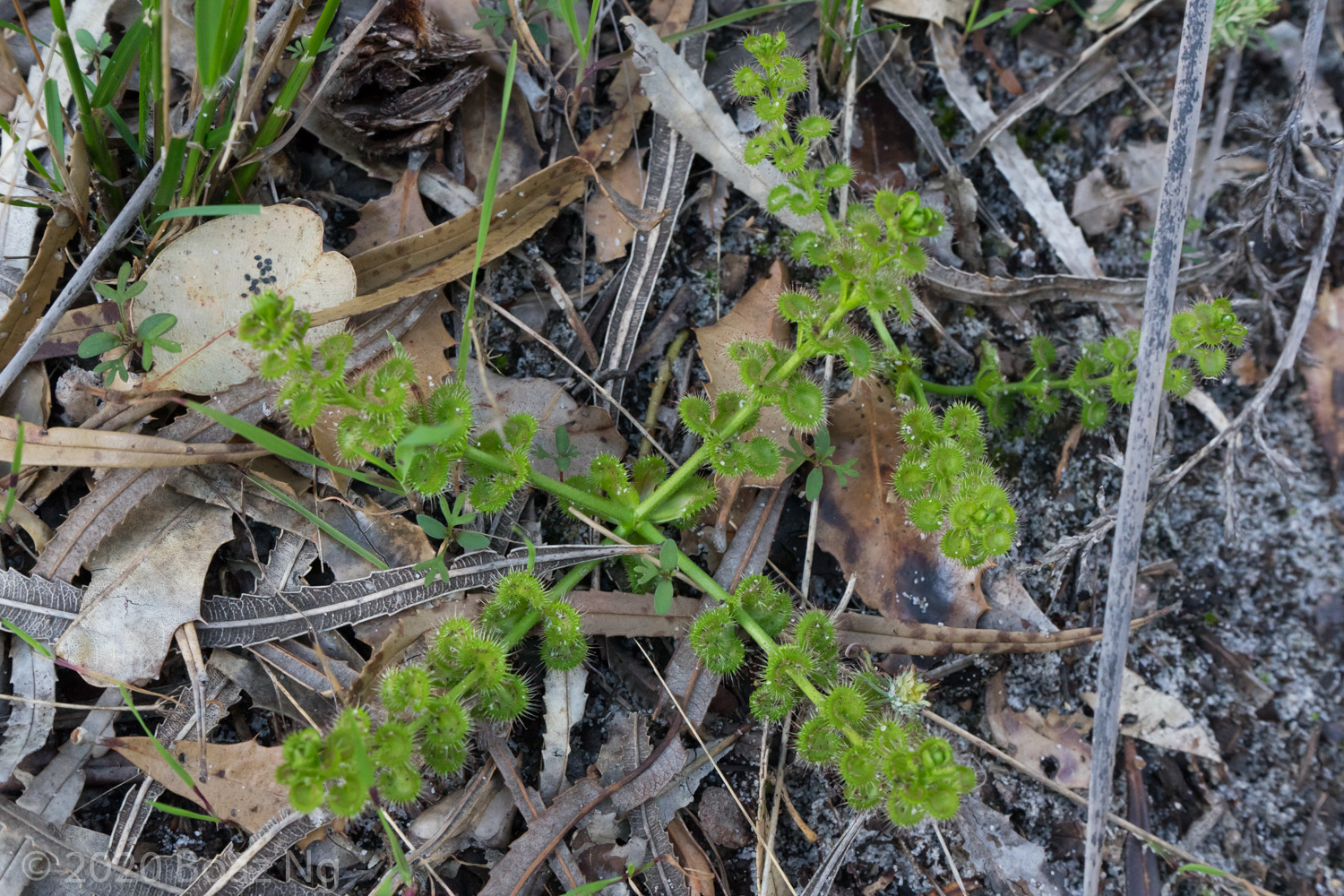 Drosera stolonifera Species Profile - Fierce Flora