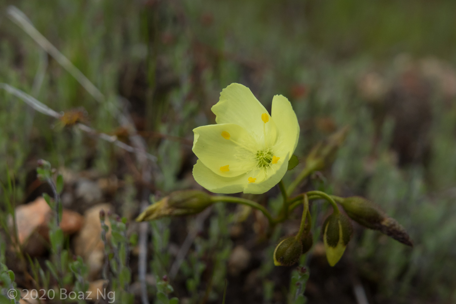 Wild Australian Drosera Species A-Z - Fierce Flora