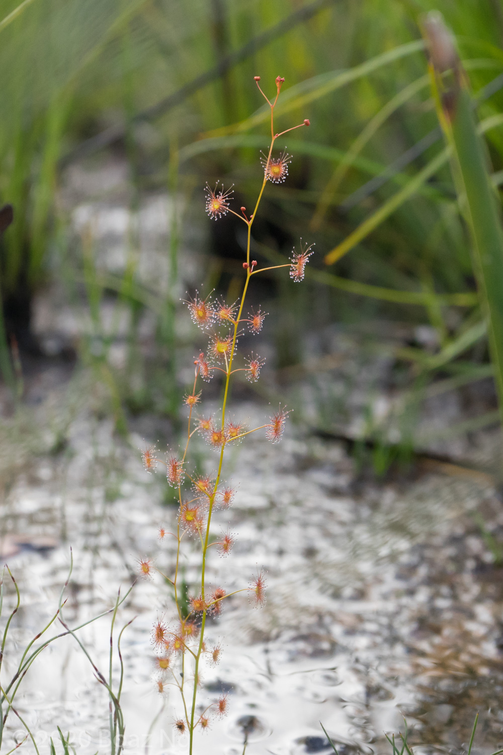 Wild Australian Drosera Species A-Z - Fierce Flora
