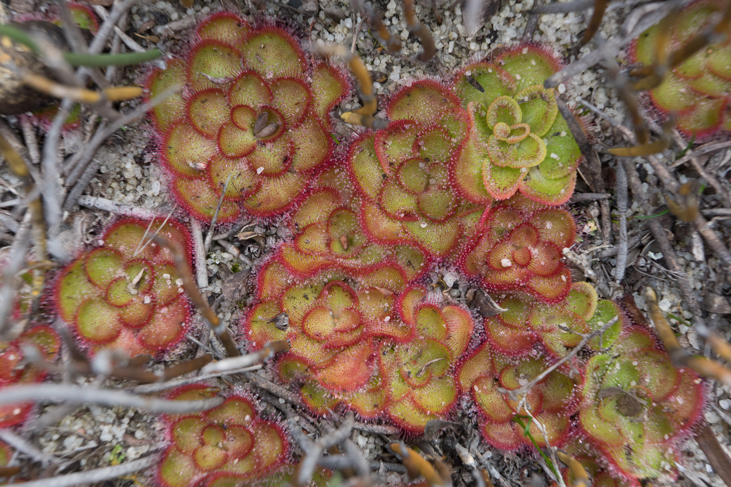WA 2019: Part 5. South Coast Heath and Mallee - Fierce Flora