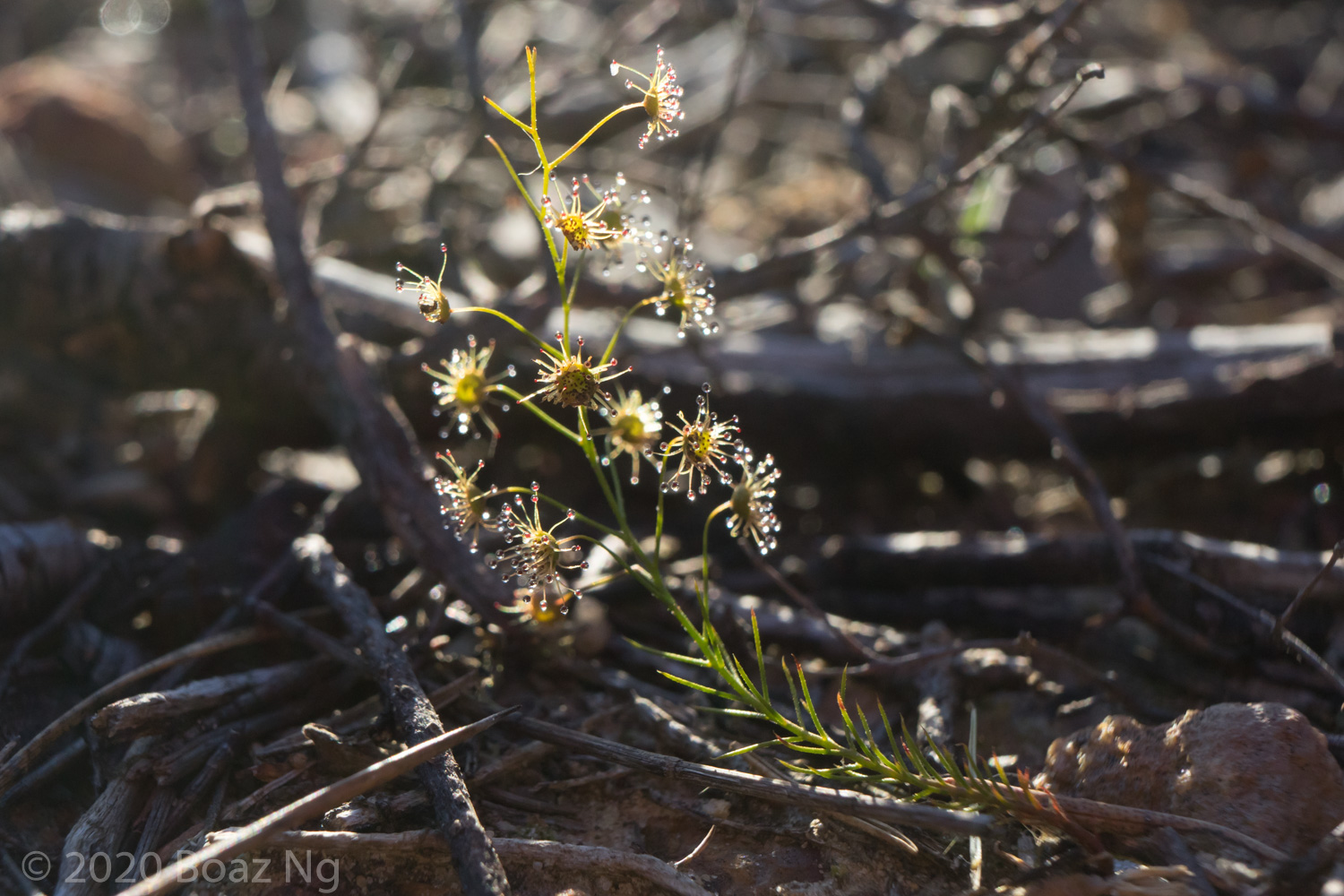 WA 2019: Part 7. Northern Sandplains and Laterite Slopes - Fierce Flora