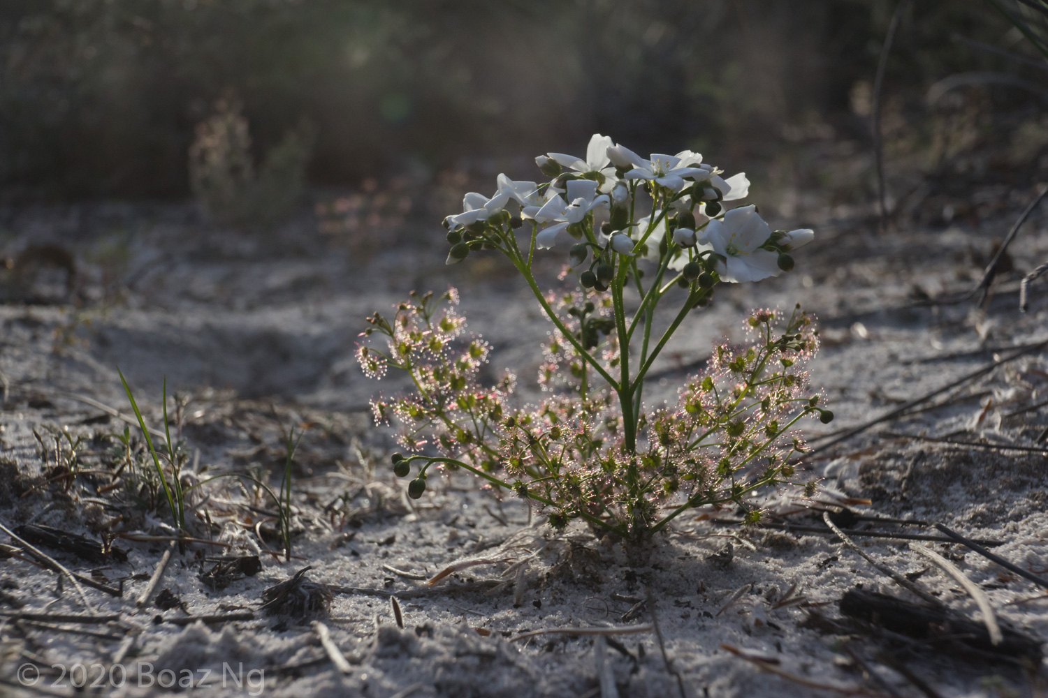 Drosera humilis Species Profile - Fierce Flora