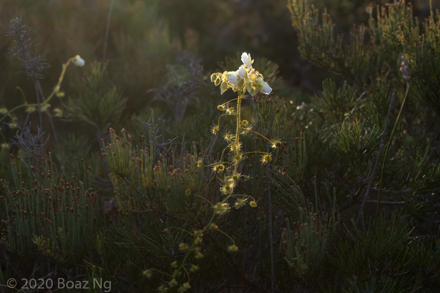 Drosera hirsuta Species Profile - Fierce Flora
